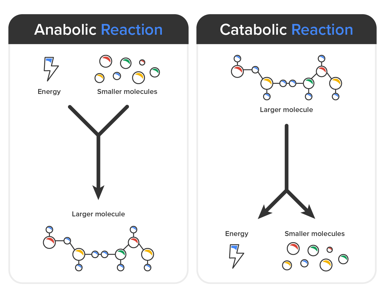 Energy Metabolism Tutorial | Sophia Learning