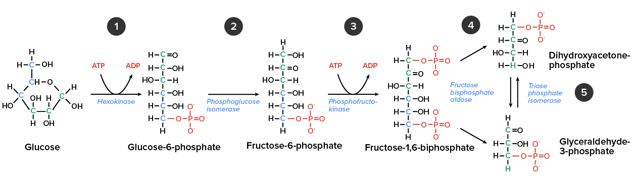 ATP and the Digestive Process Tutorial | Sophia Learning