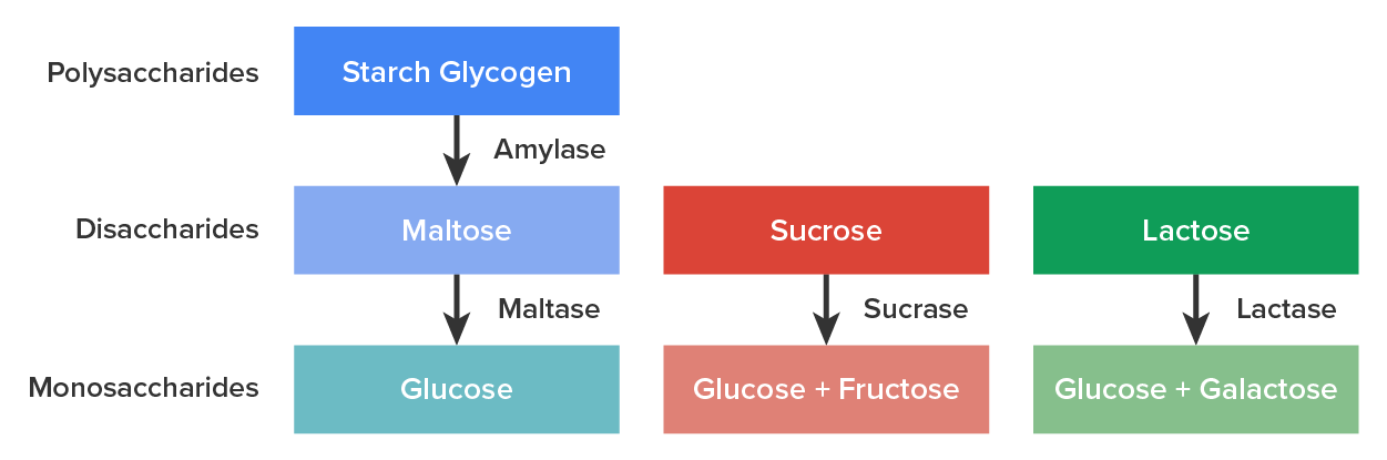 Digestion and Absorption of Carbohydrates Tutorial | Sophia Learning