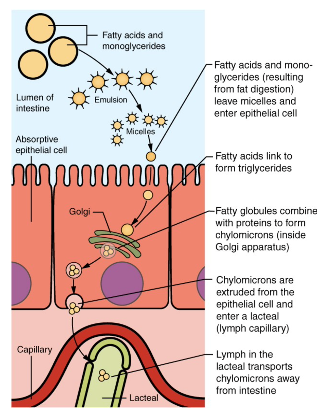 Digestion and Absorption of Lipids Tutorial | Sophia Learning