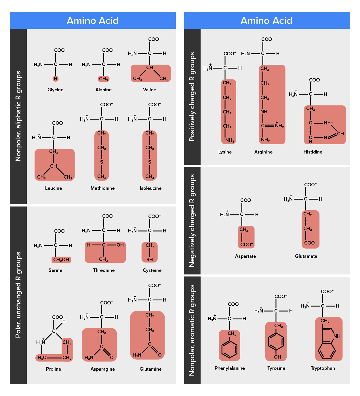 Structure and Function of Protein Tutorial | Sophia Learning