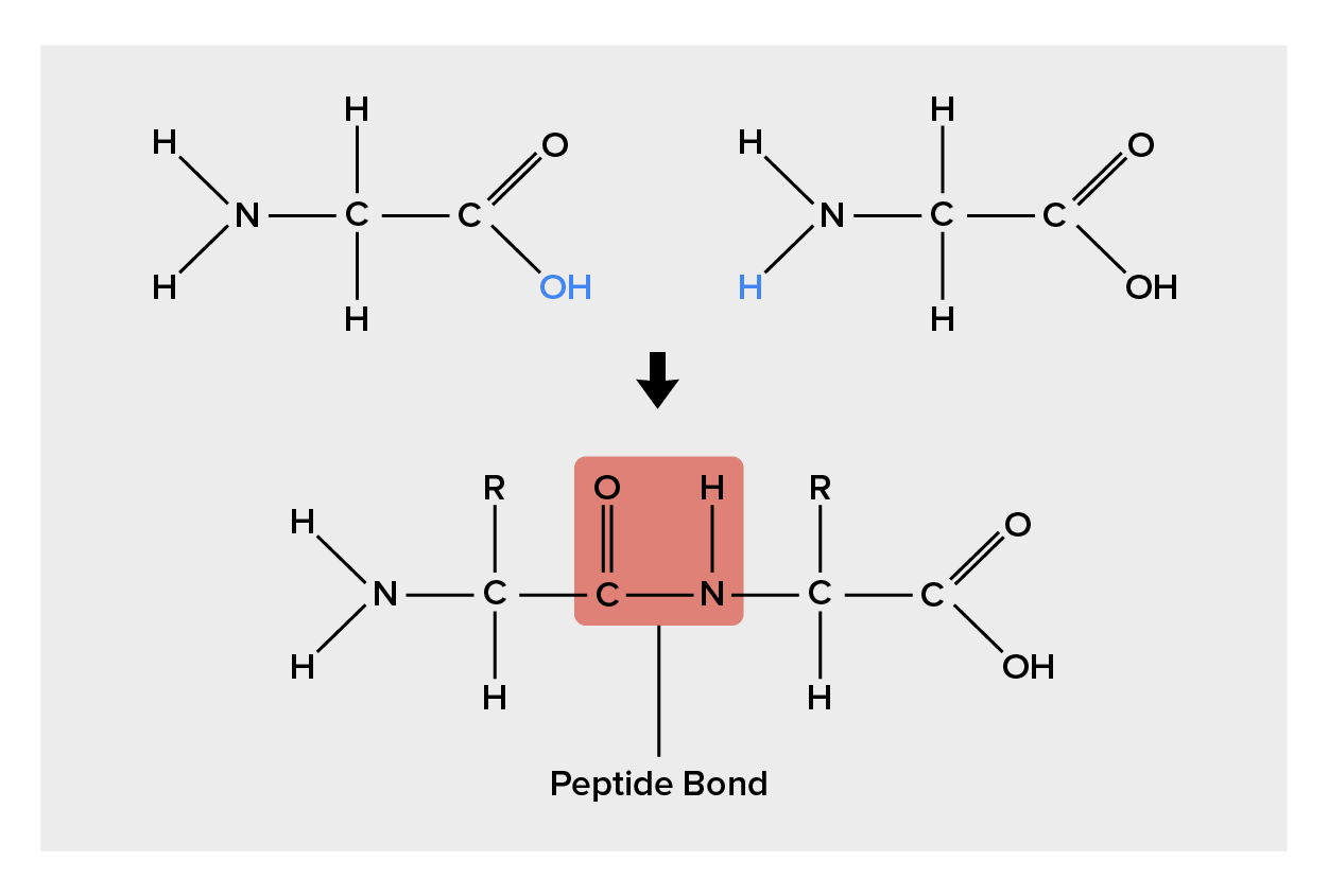 Structure and Function of Protein Tutorial | Sophia Learning