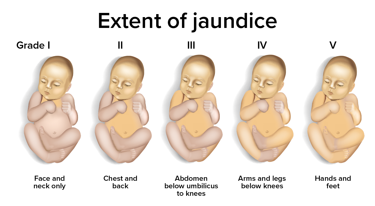 Infants (0-1) Tutorial | Sophia Learning