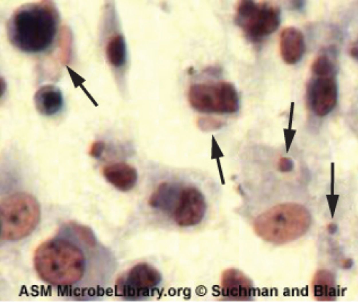 Culture and Identification of Viruses Tutorial | Sophia Learning