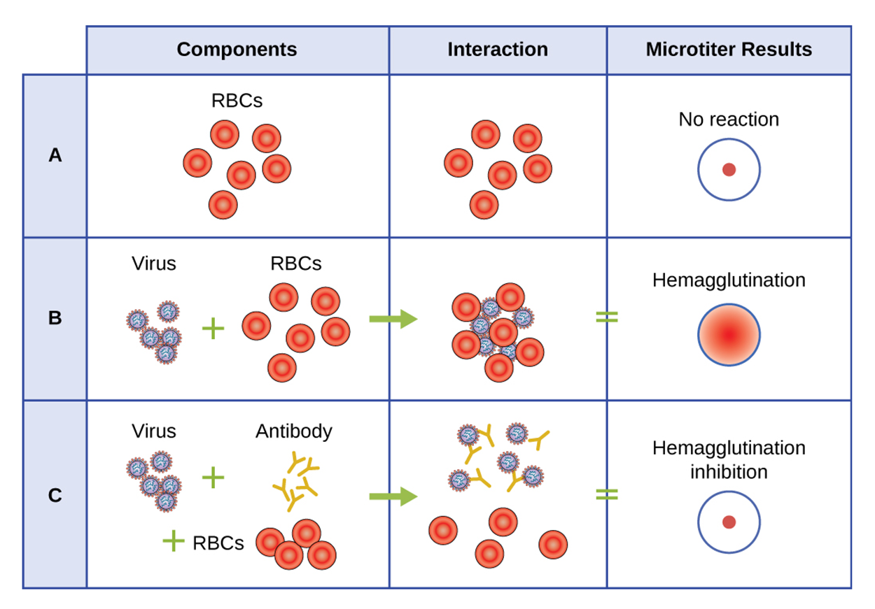 Culture and Identification of Viruses Tutorial | Sophia Learning