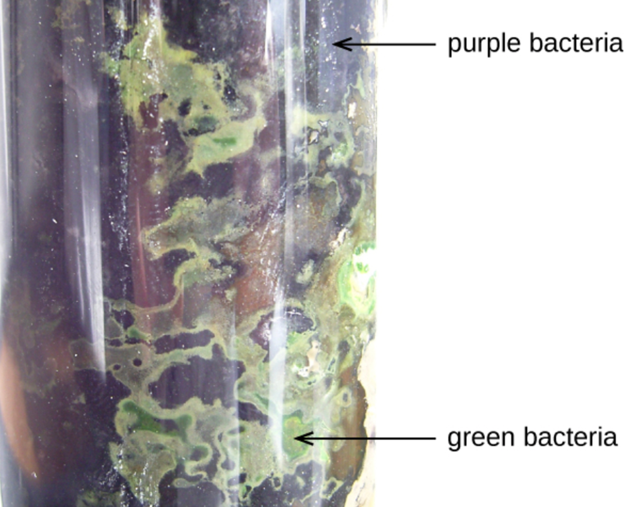 Phototrophic Bacteria, Deeply Branching Bacteria, and Archaea Tutorial ...