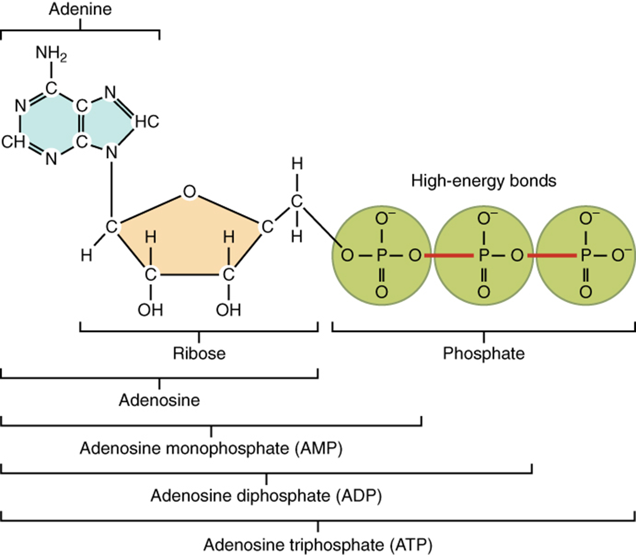 Organic Compounds: Nucleic Acids Tutorial | Sophia Learning