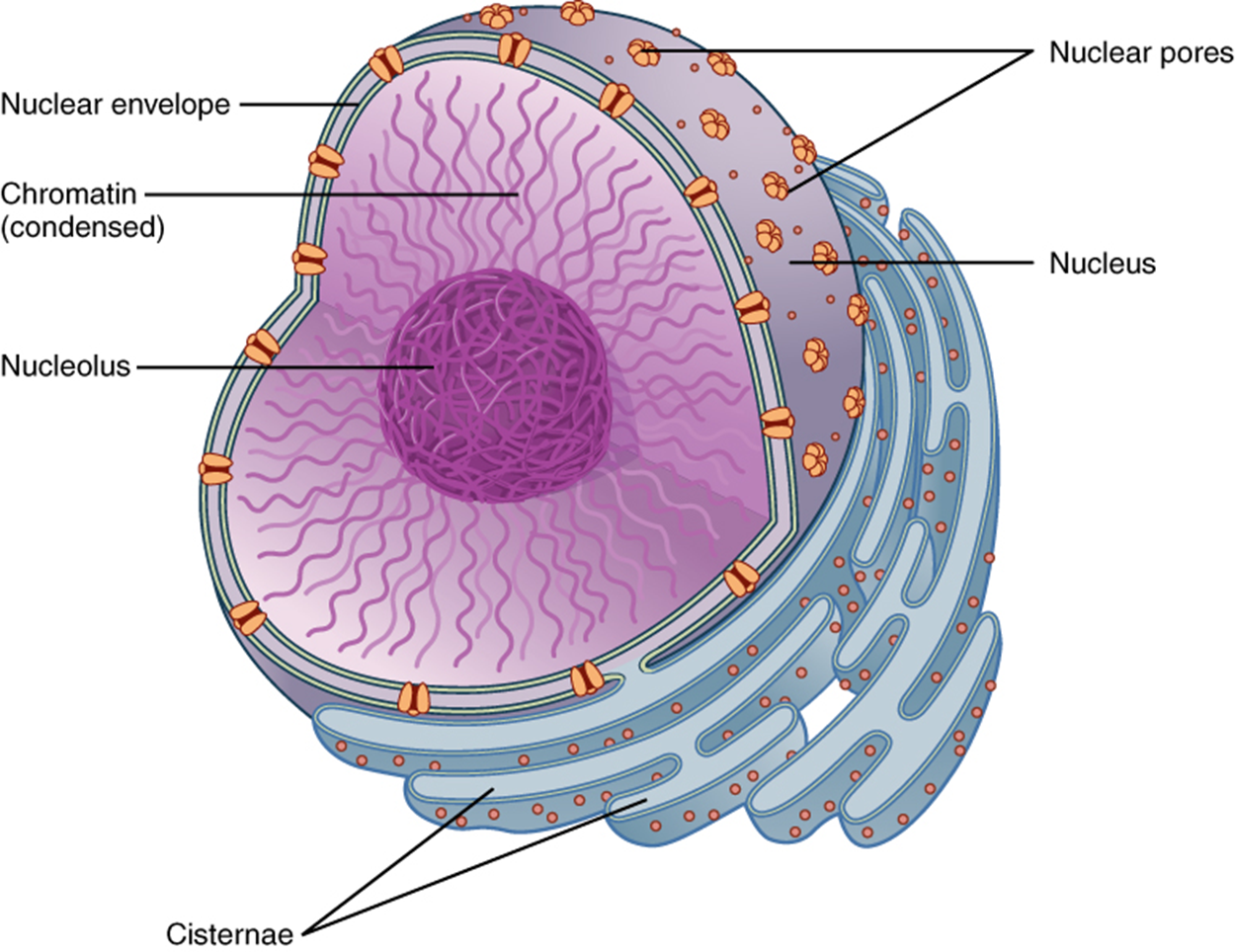 Nucleus and DNA Replication Tutorial | Sophia Learning