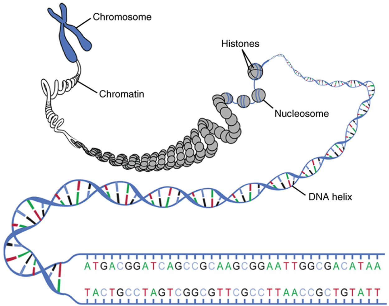Nucleus and DNA Replication Tutorial | Sophia Learning