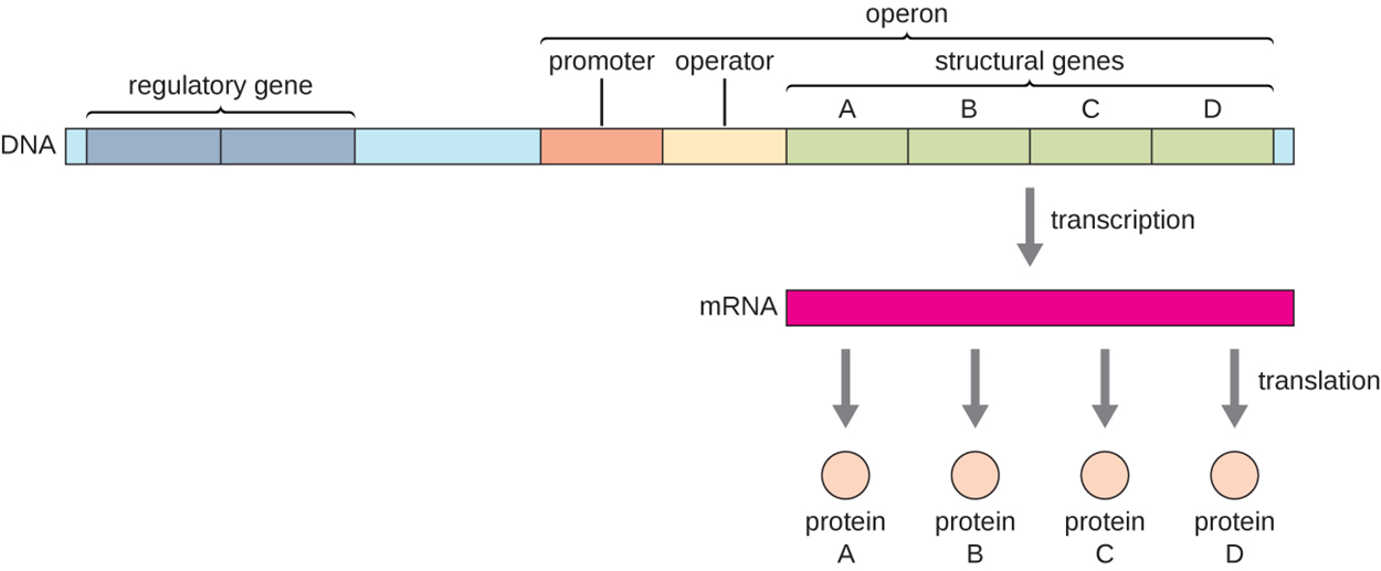 Regulation of Gene Expression Tutorial | Sophia Learning