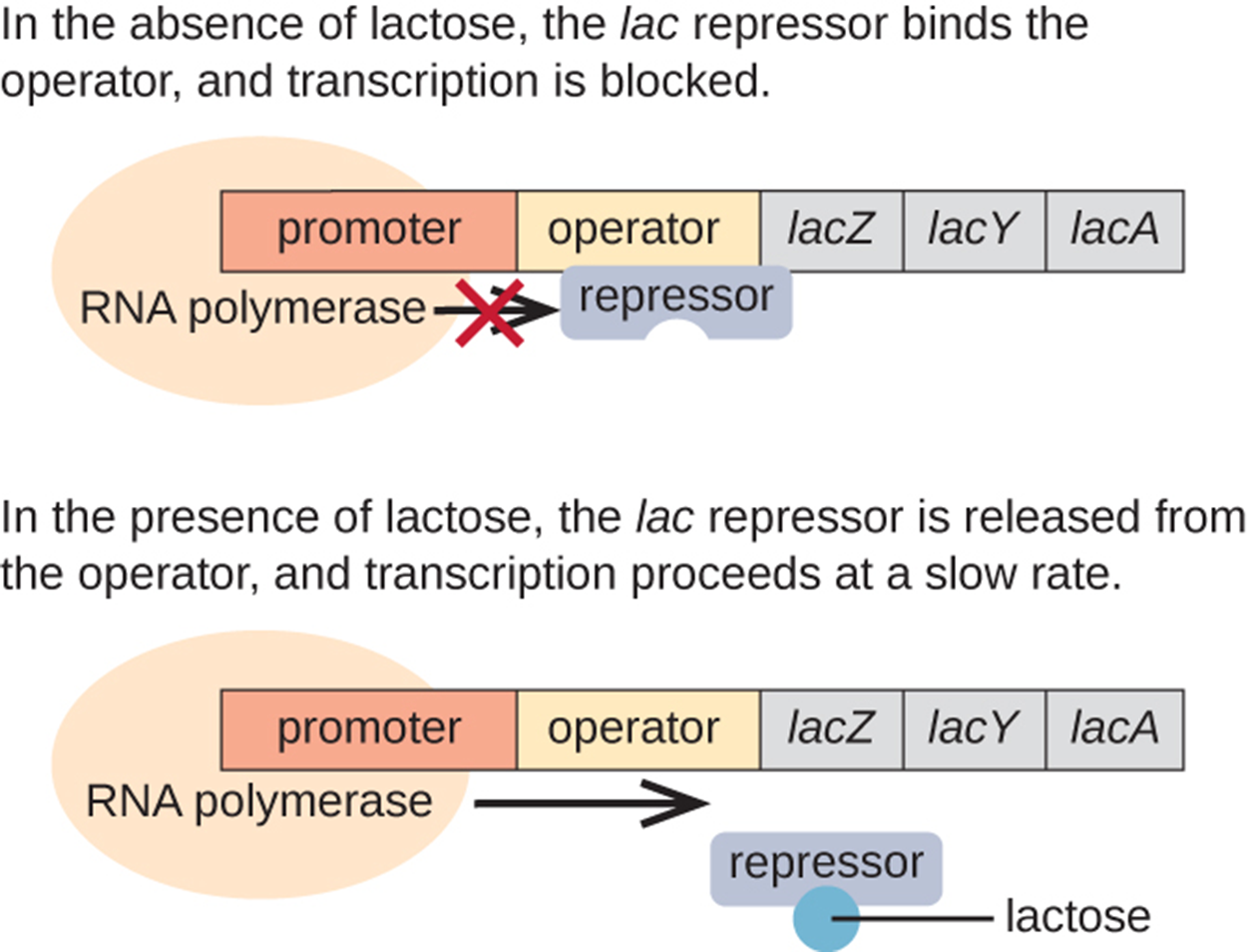 Regulation of Gene Expression Tutorial | Sophia Learning
