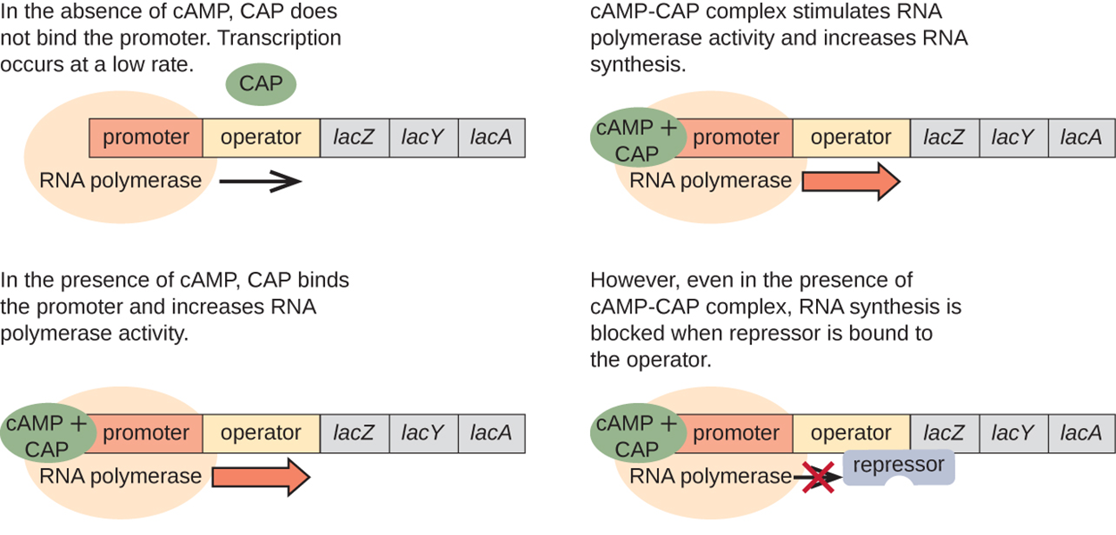 Regulation of Gene Expression Tutorial | Sophia Learning