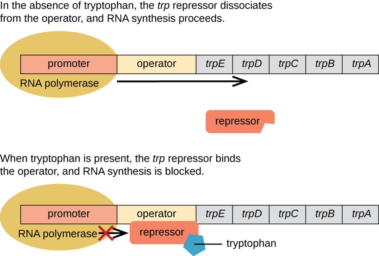 Regulation of Gene Expression Tutorial | Sophia Learning
