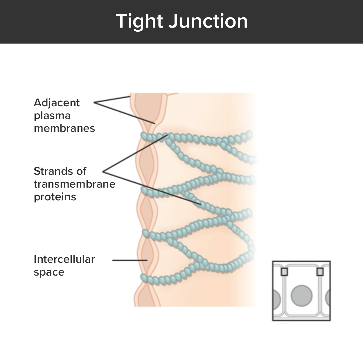Epithelial Tissue Tutorial | Sophia Learning