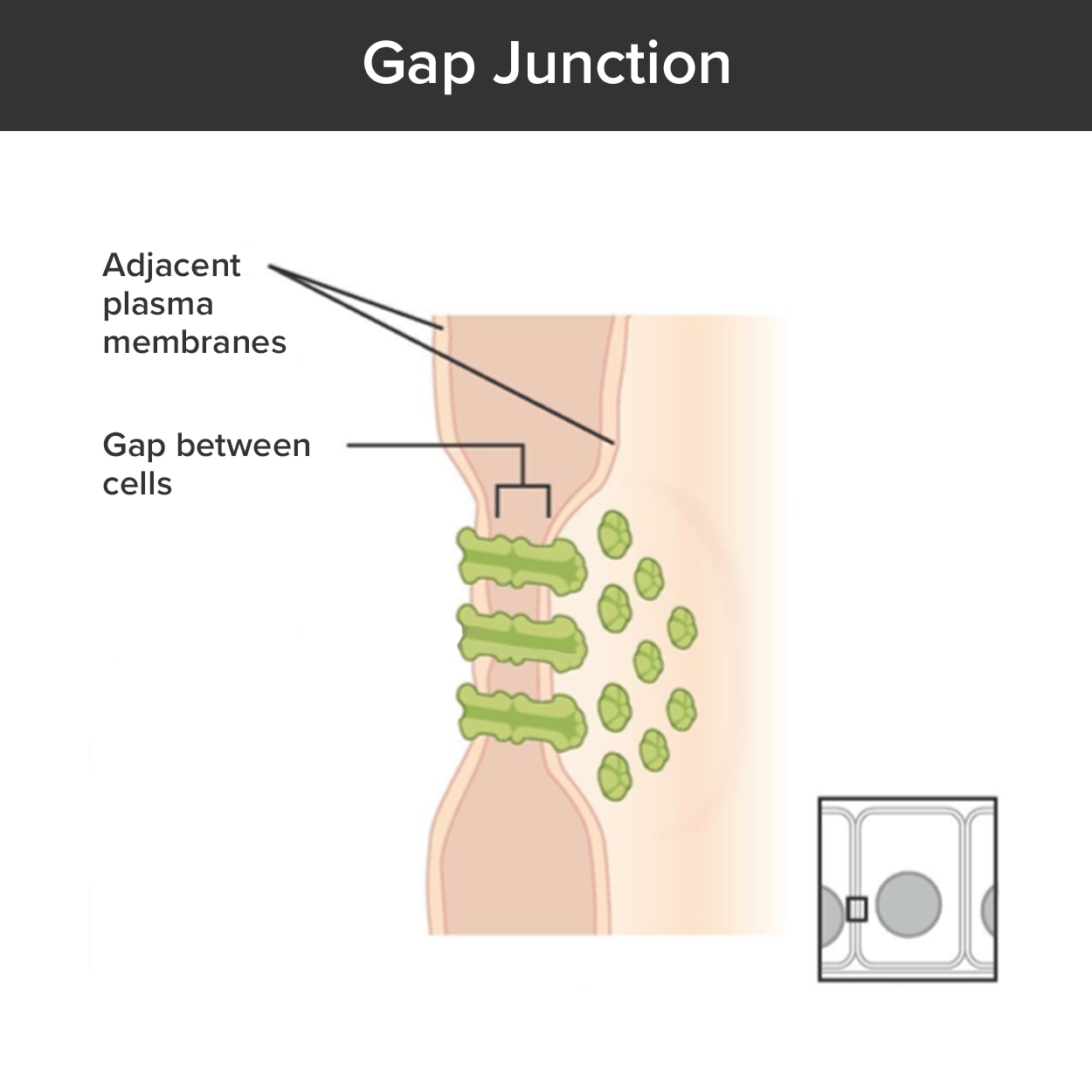 Epithelial Tissue Tutorial | Sophia Learning