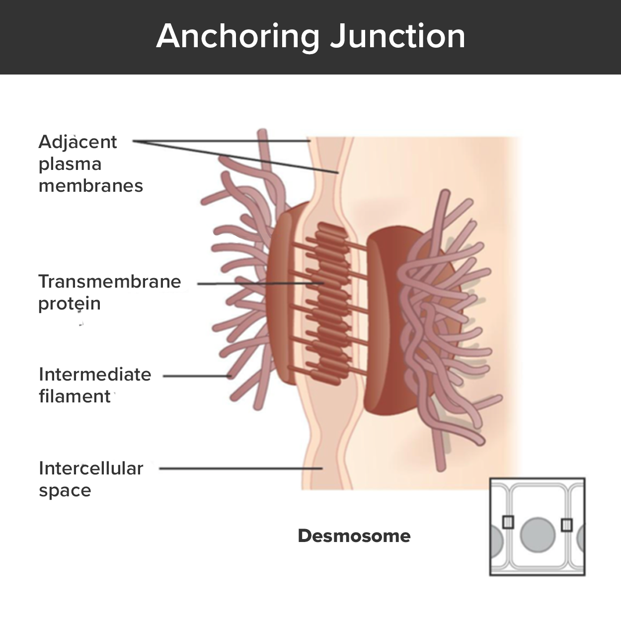 Epithelial Tissue Tutorial | Sophia Learning