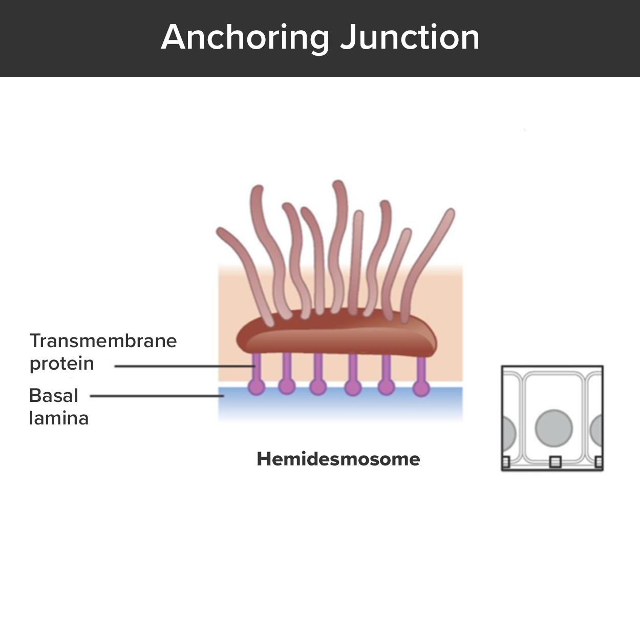 Epithelial Tissue Tutorial | Sophia Learning