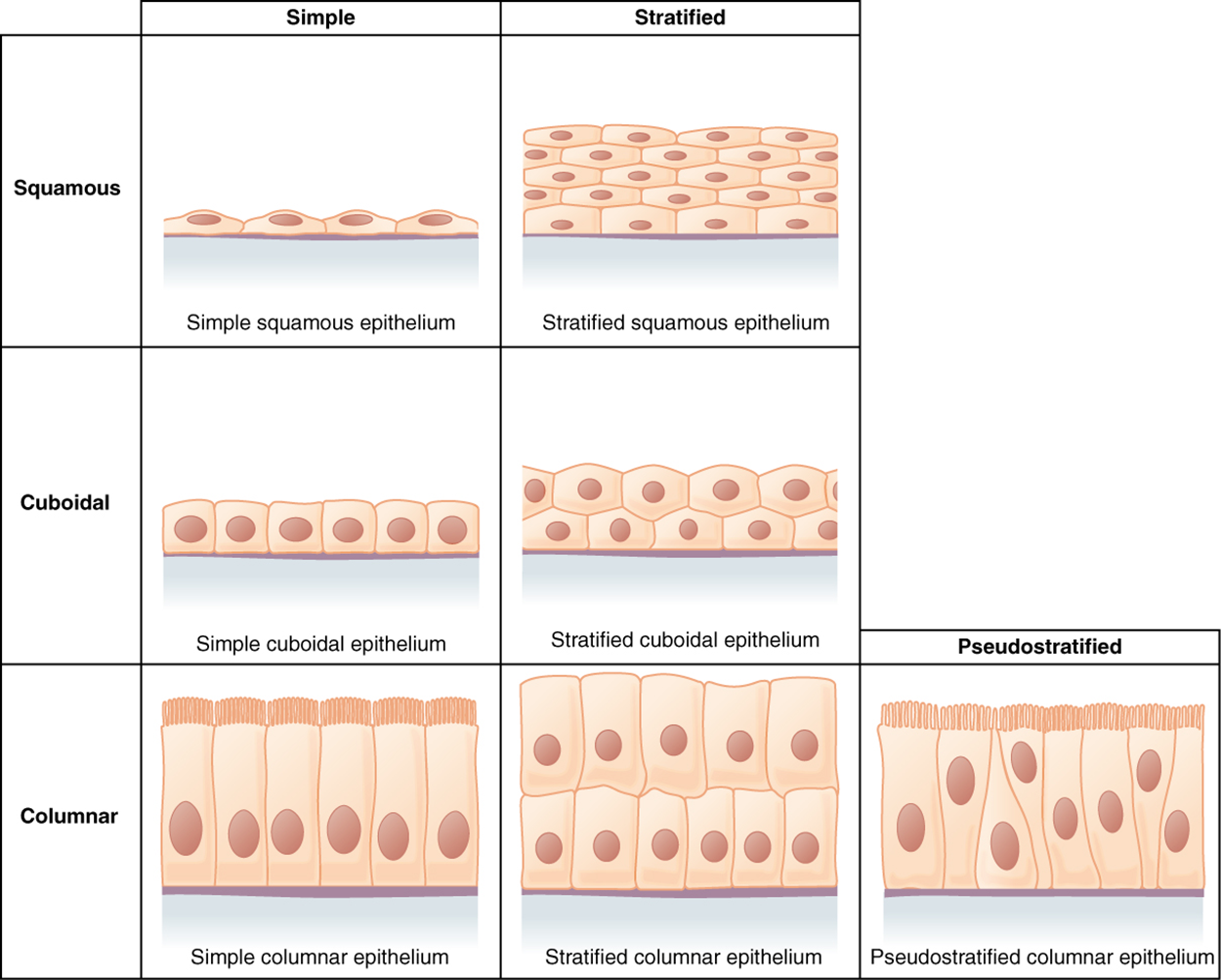 Epithelial Tissue Tutorial | Sophia Learning