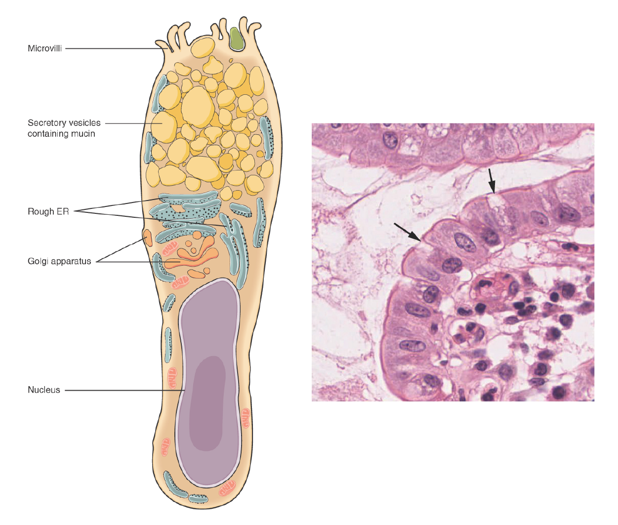 Epithelial Tissue Tutorial | Sophia Learning