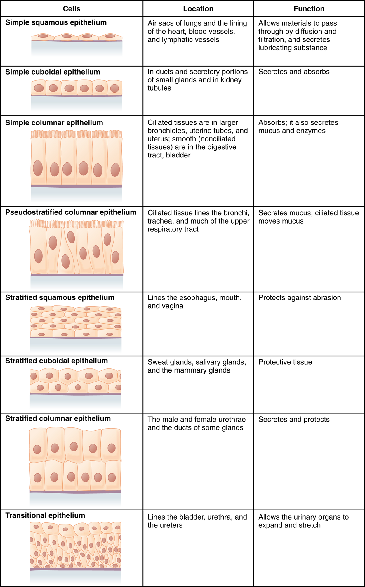 Epithelial Tissue Tutorial | Sophia Learning