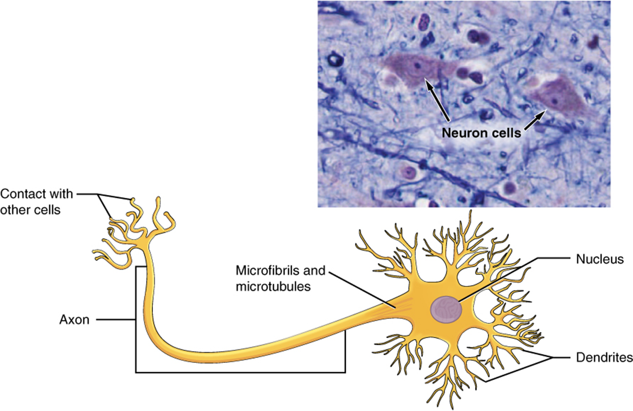 Nervous Tissue: Mediates Perception and Response Tutorial | Sophia Learning