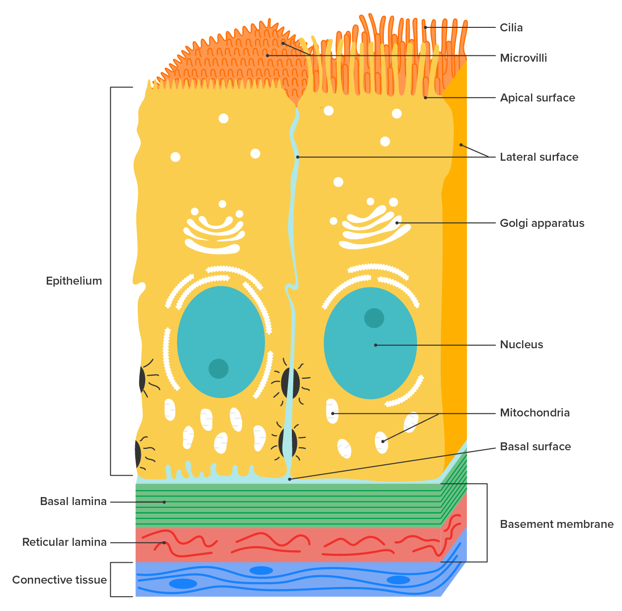 Epithelial Tissue Tutorial | Sophia Learning