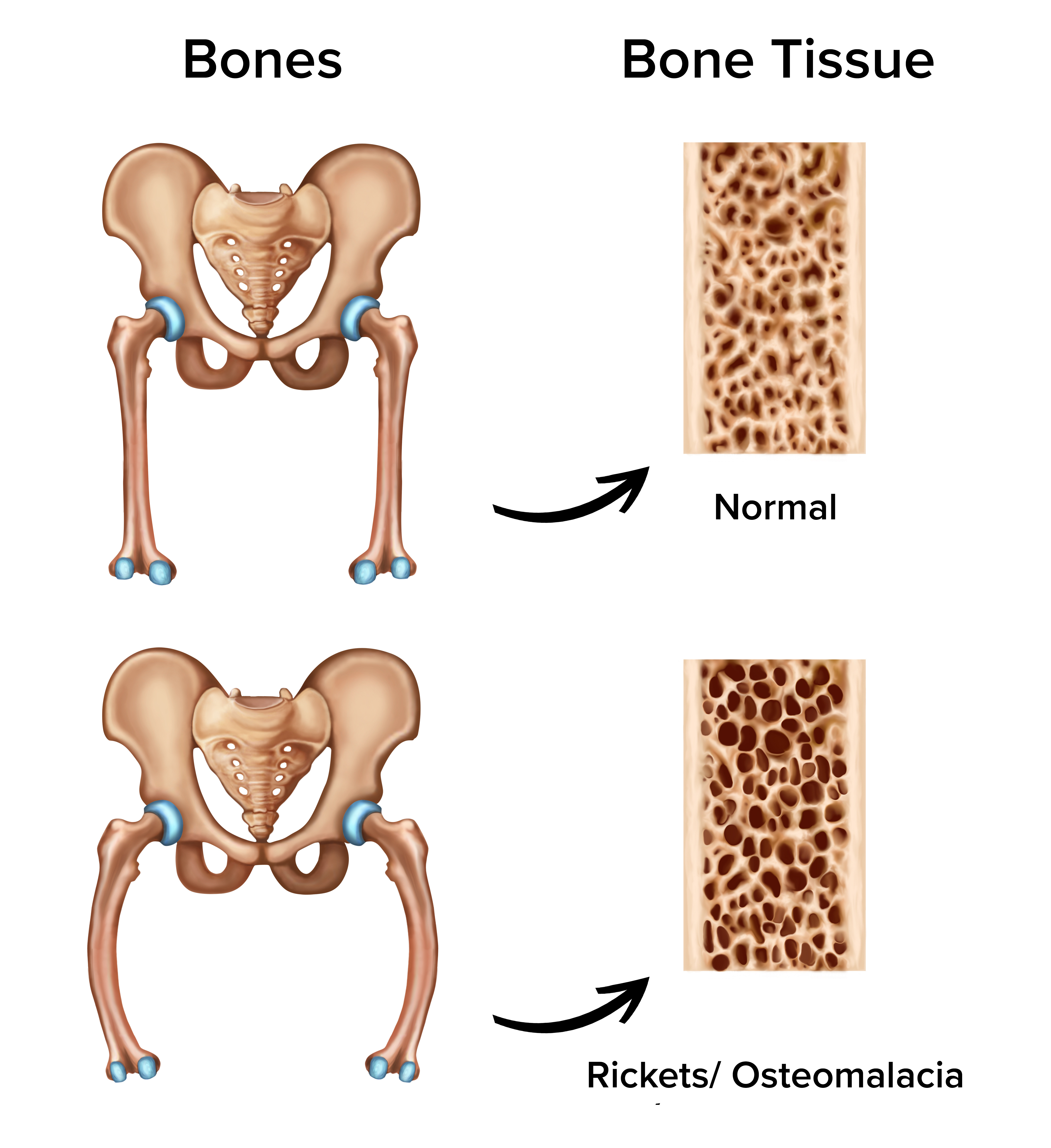 Functions of the Integumentary System Tutorial | Sophia Learning