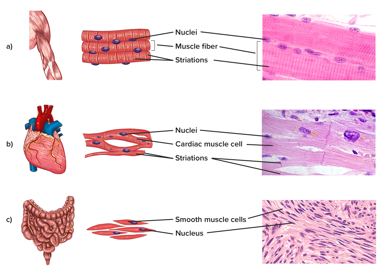 Muscle Tissue and Motion Tutorial | Sophia Learning