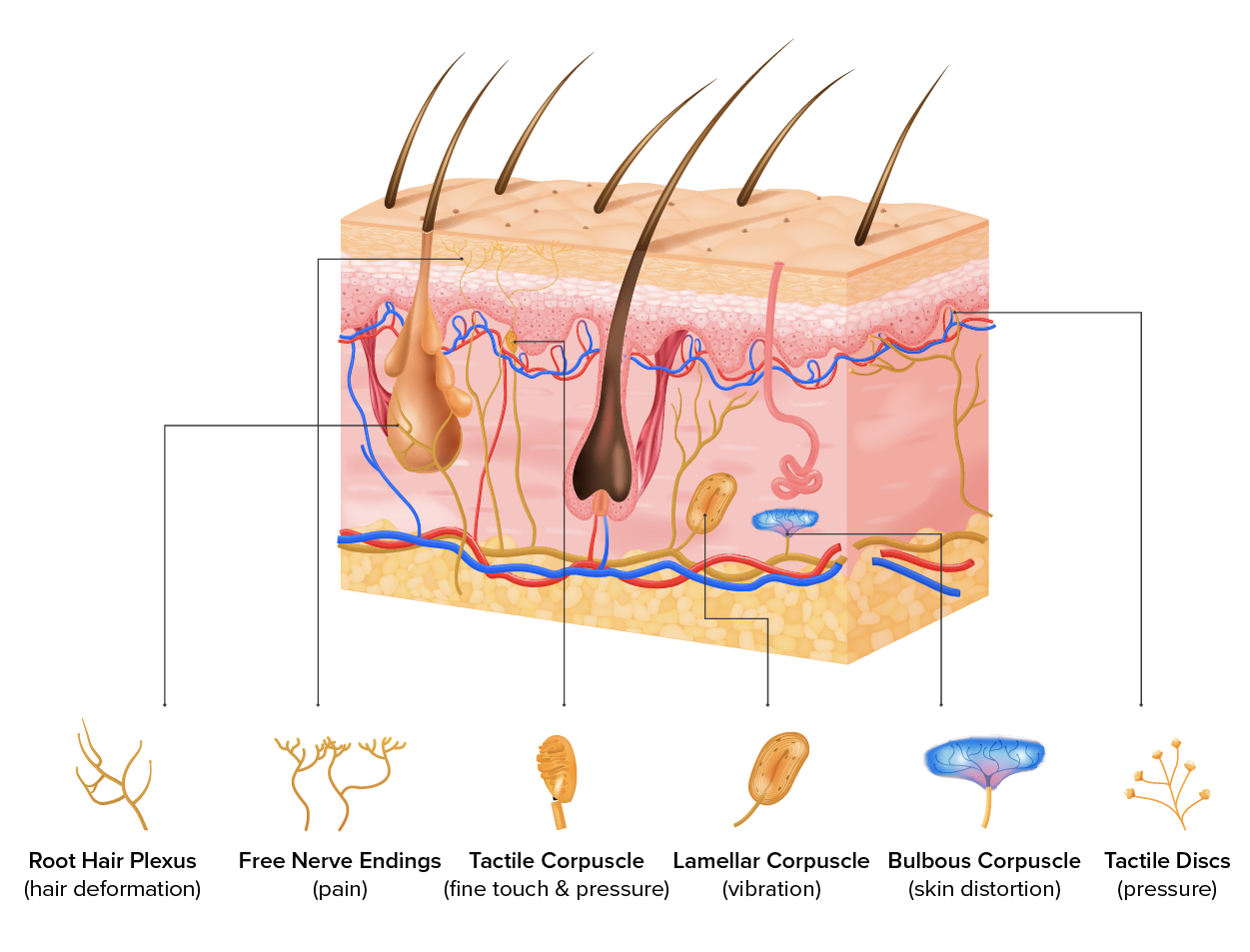 Functions of the Integumentary System Tutorial | Sophia Learning