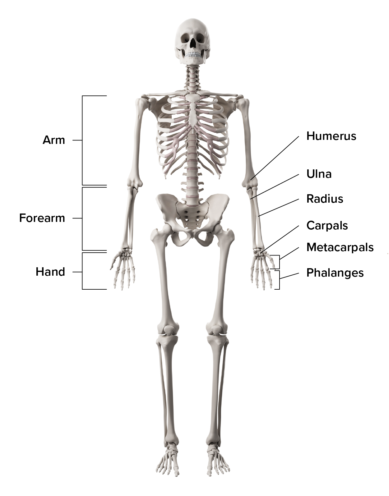 Bones of the Upper Limb Tutorial | Sophia Learning