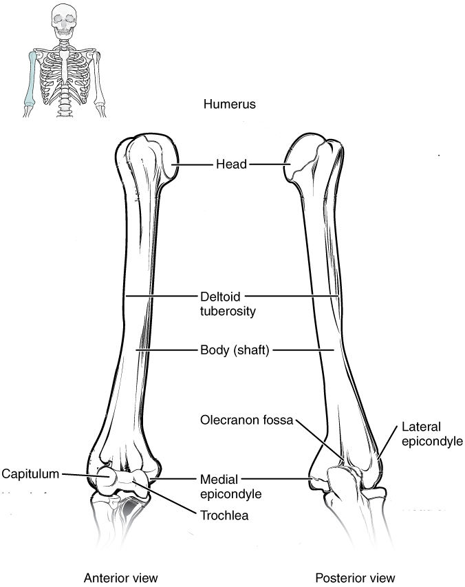 Bones of the Upper Limb Tutorial | Sophia Learning