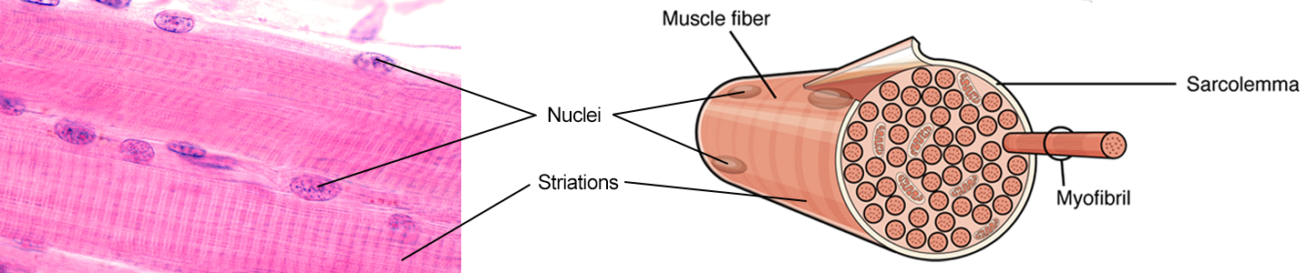 The Sliding Filament Model Tutorial | Sophia Learning