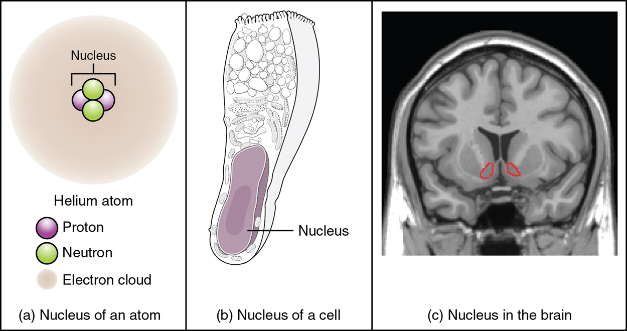 Basic Structure and Function of the Nervous System Tutorial | Sophia ...