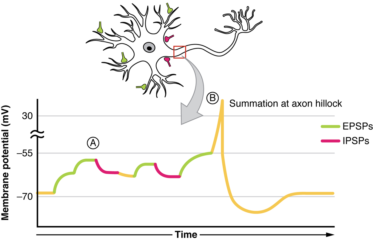 Graded Potentials Tutorial | Sophia Learning