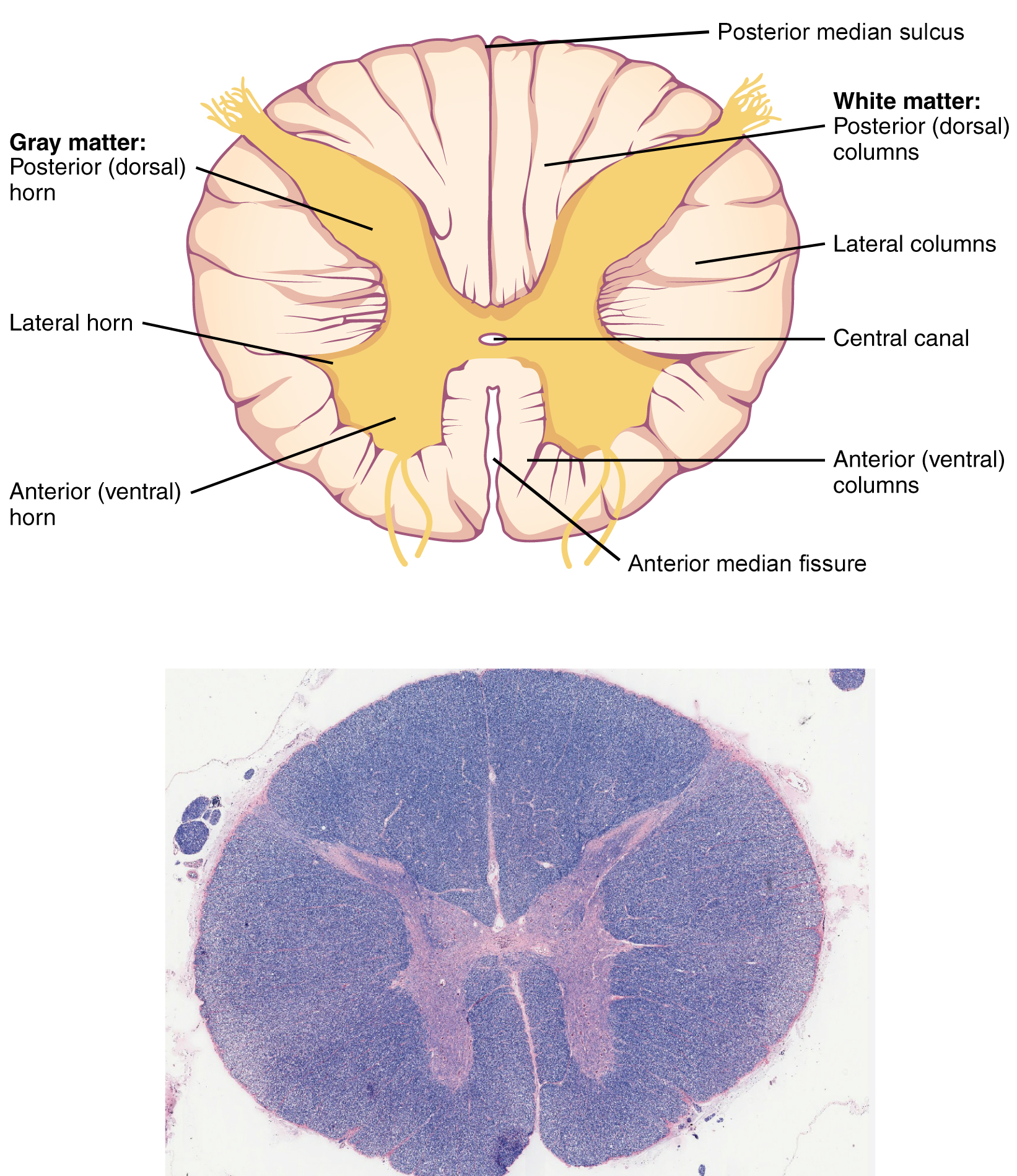 Central Nervous System: Spinal Cord Tutorial | Sophia Learning