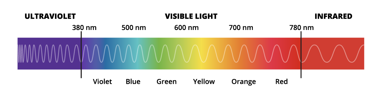 Special Senses: Vision Tutorial | Sophia Learning