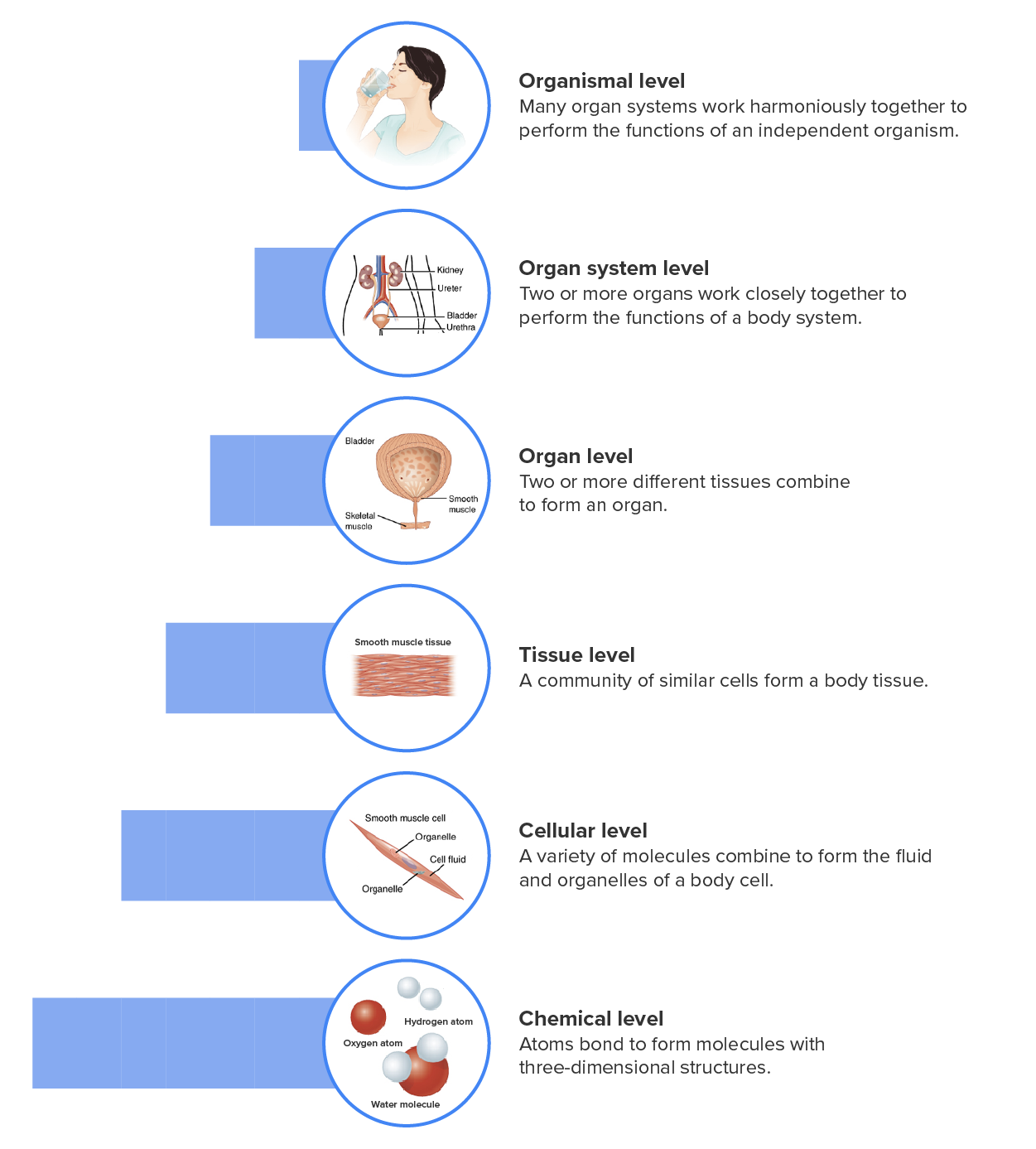 Structural Organization of the Human Body Tutorial | Sophia Learning