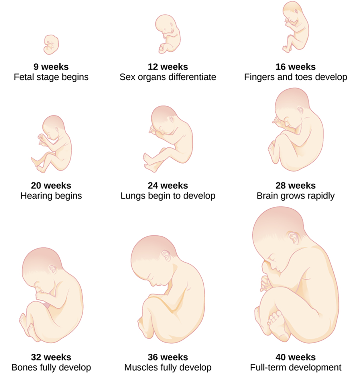 Prenatal Development and Birth Tutorial | Sophia Learning
