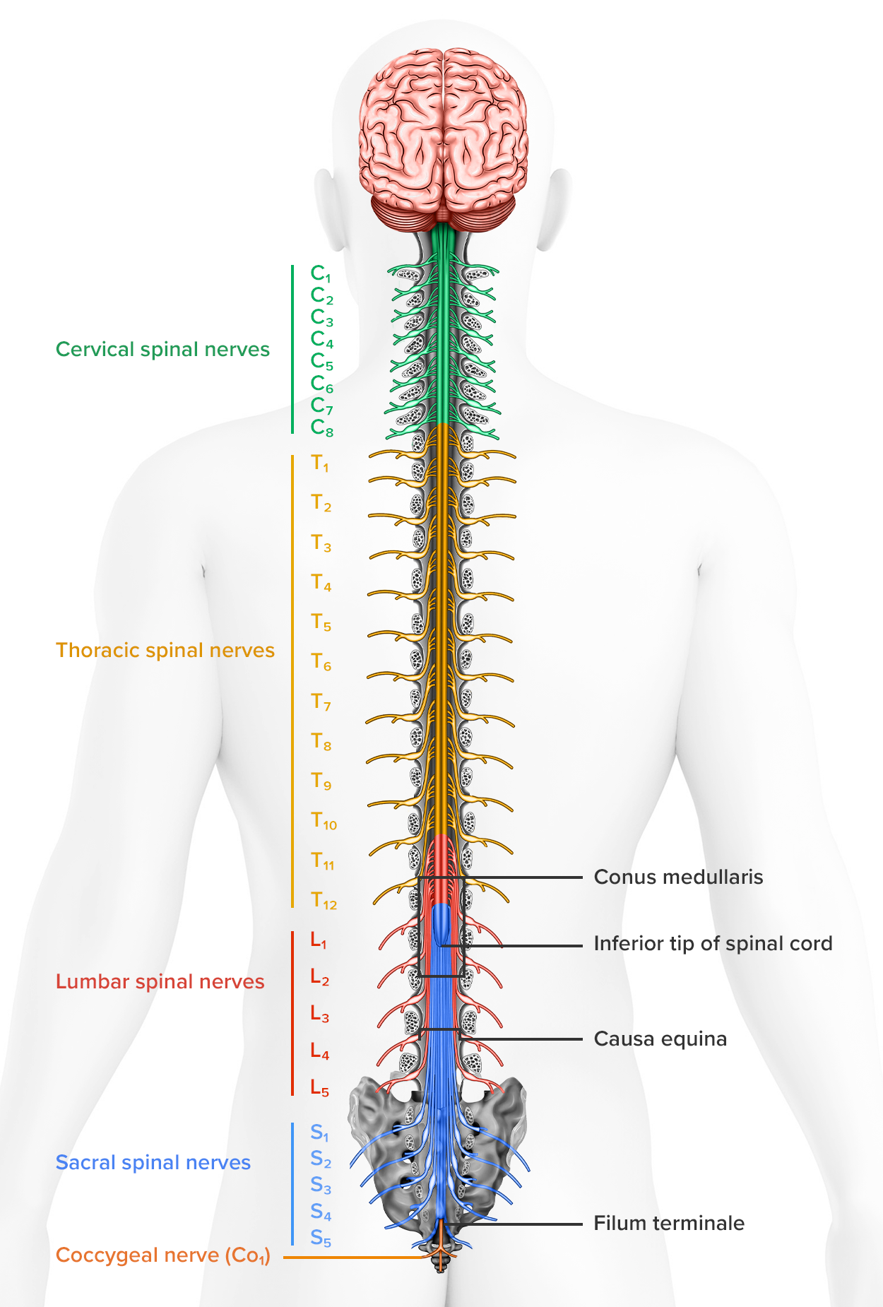 Central Nervous System: Spinal Cord Tutorial | Sophia Learning