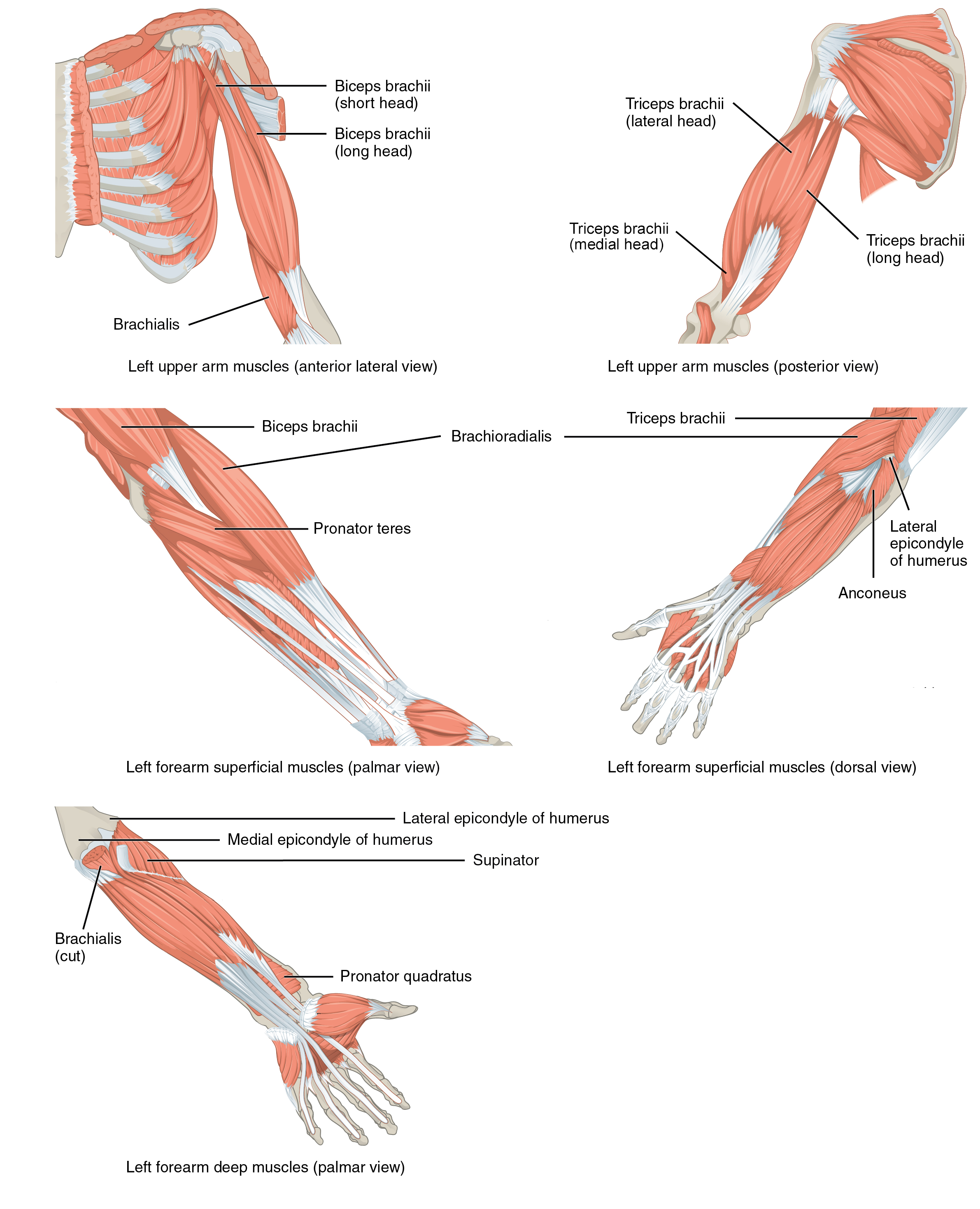 Appendicular Muscles of the Forearm Tutorial | Sophia Learning