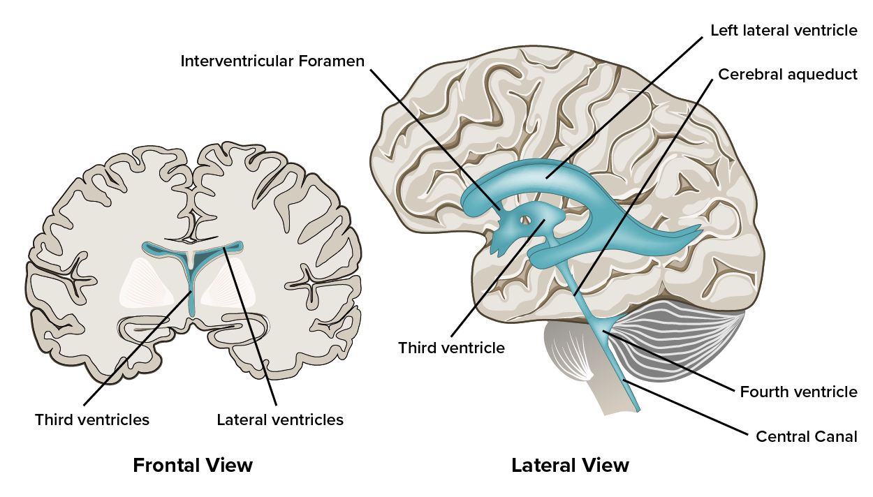 Ventricular System of the Central Nervous System Tutorial | Sophia Learning