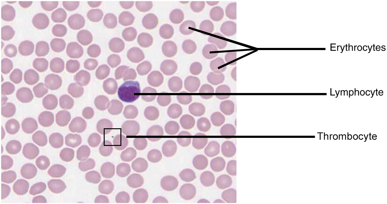 An Overview of Blood Tutorial | Sophia Learning