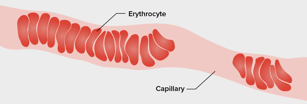 Erythrocytes and Hemoglobin Tutorial | Sophia Learning