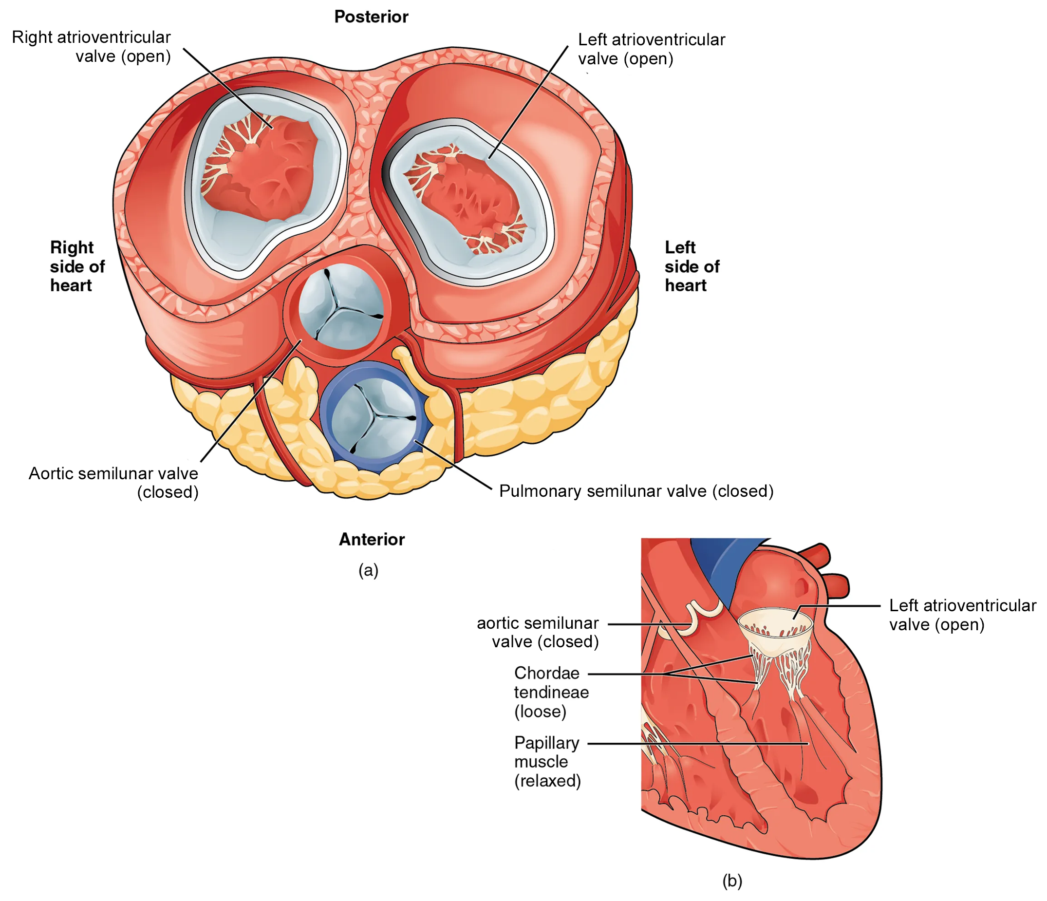 Heart Anatomy: Valve Structure and Function Tutorial | Sophia Learning