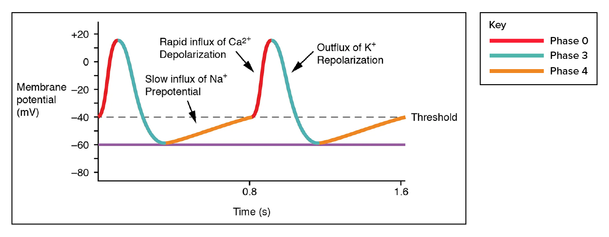 The Electrical Activity of Cardiac Muscle Cells Tutorial | Sophia Learning