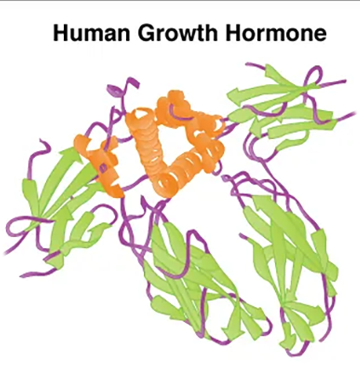 Types of Hormones Tutorial | Sophia Learning