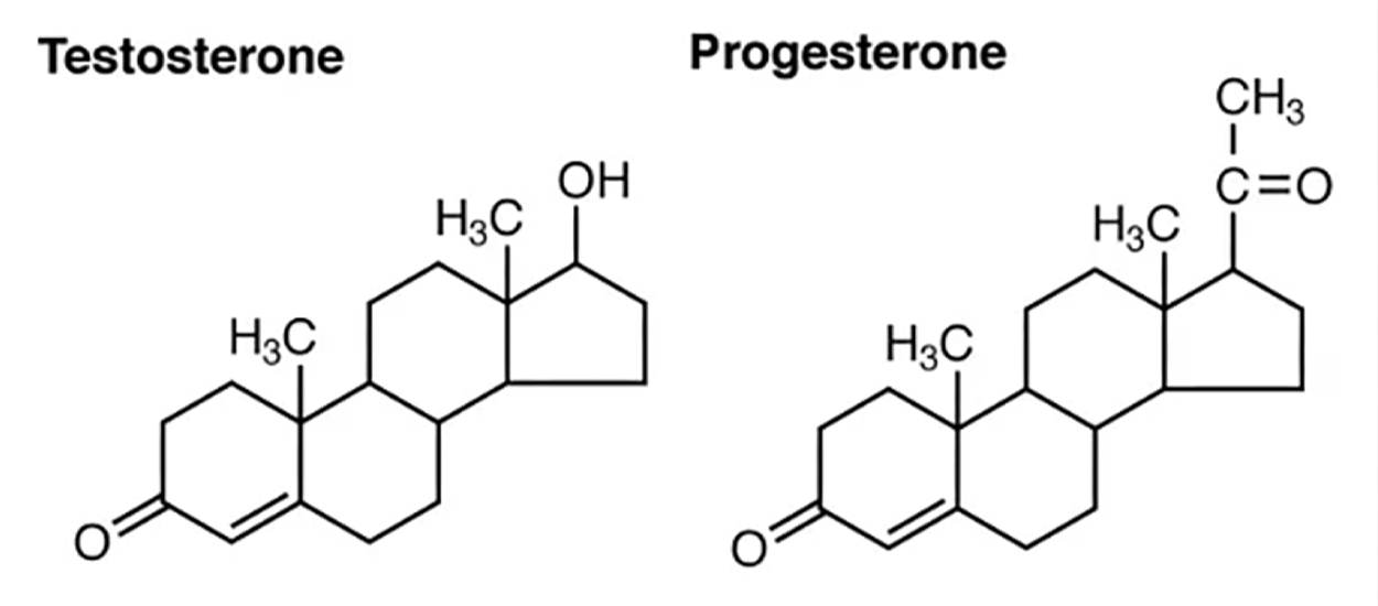 Types of Hormones Tutorial | Sophia Learning