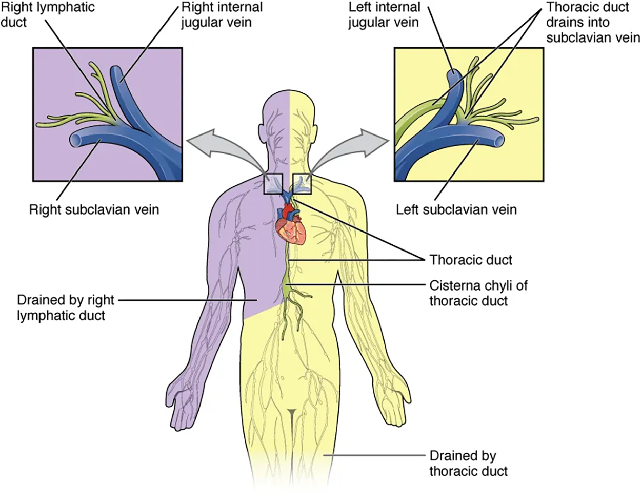 Lymphatic System: Blood Regulation Tutorial | Sophia Learning