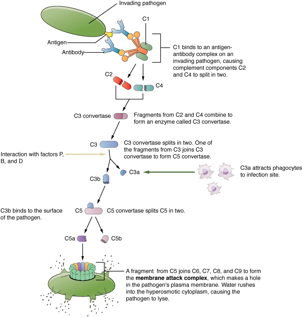 Innate Immune Response Tutorial | Sophia Learning