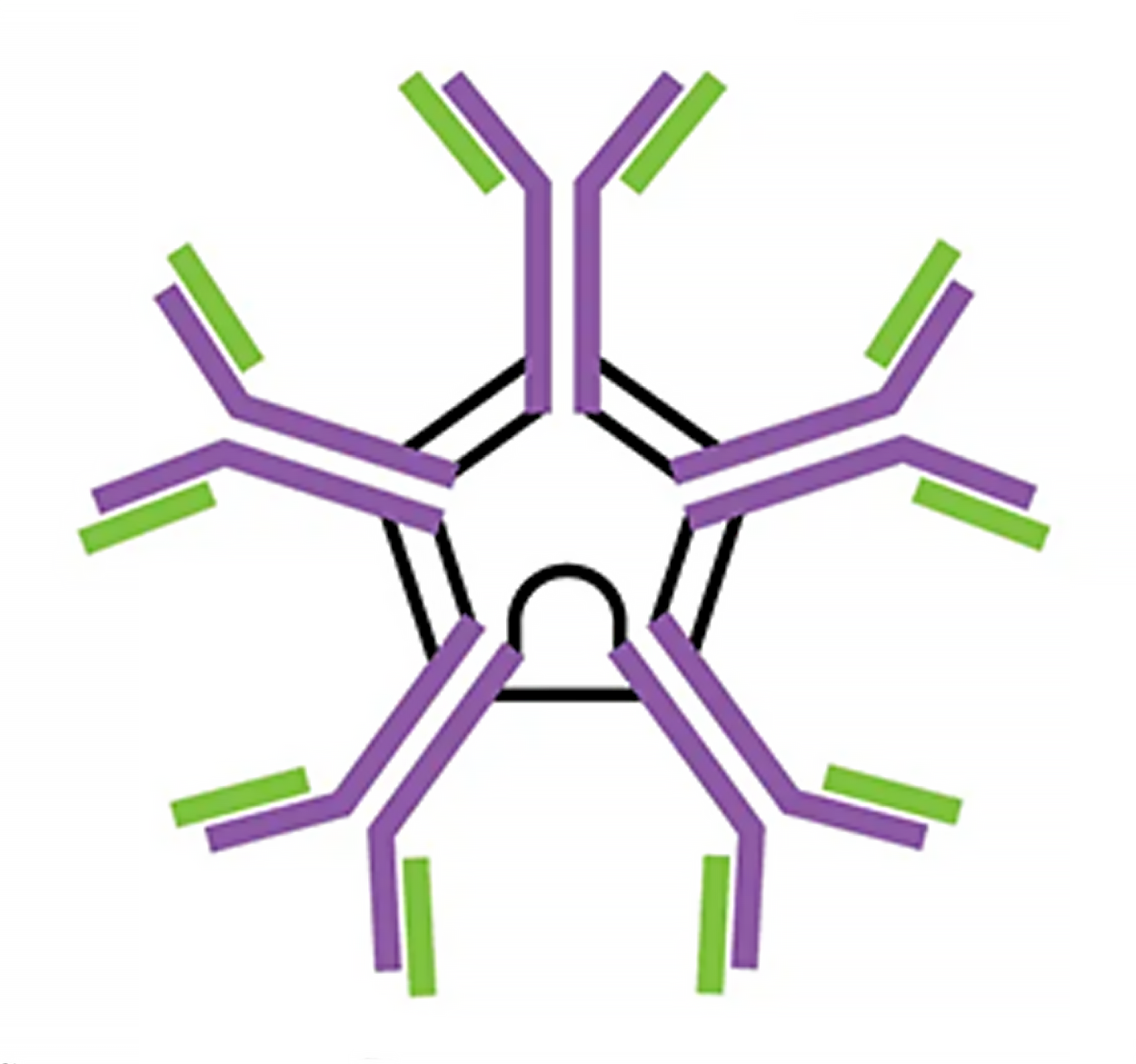 The Adaptive Immune Response: B-lymphocytes and Antibodies Tutorial ...